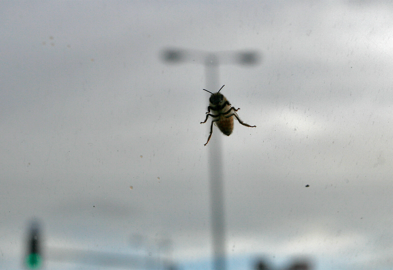 Sharon Ya’ari • Frame Loops