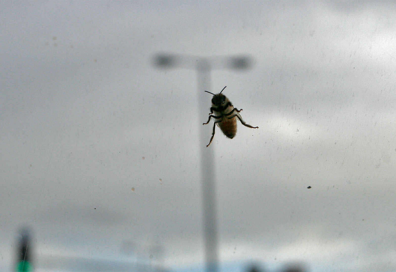 Sharon Ya’ari • Frame Loops